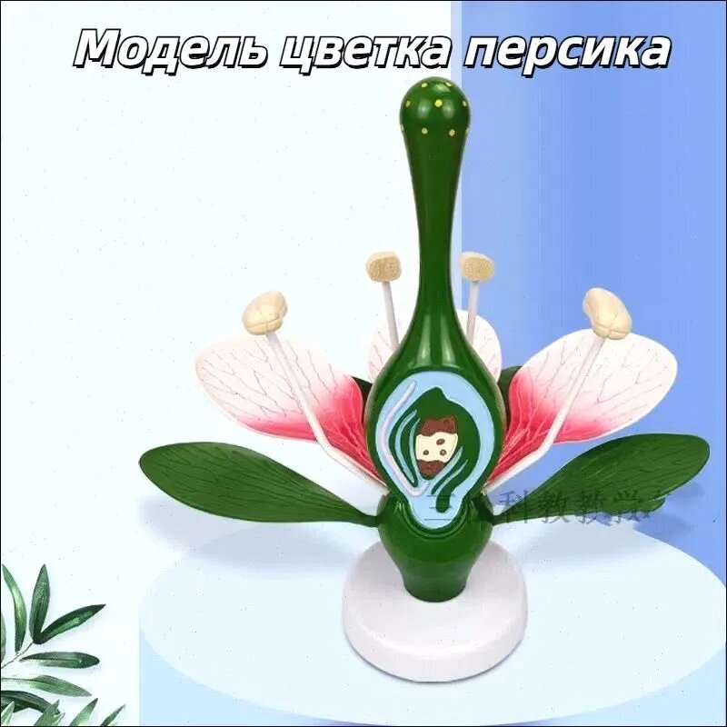 Увеличенная анатомическая модель строения растения цветка персика двудольного с зелеными тычинками