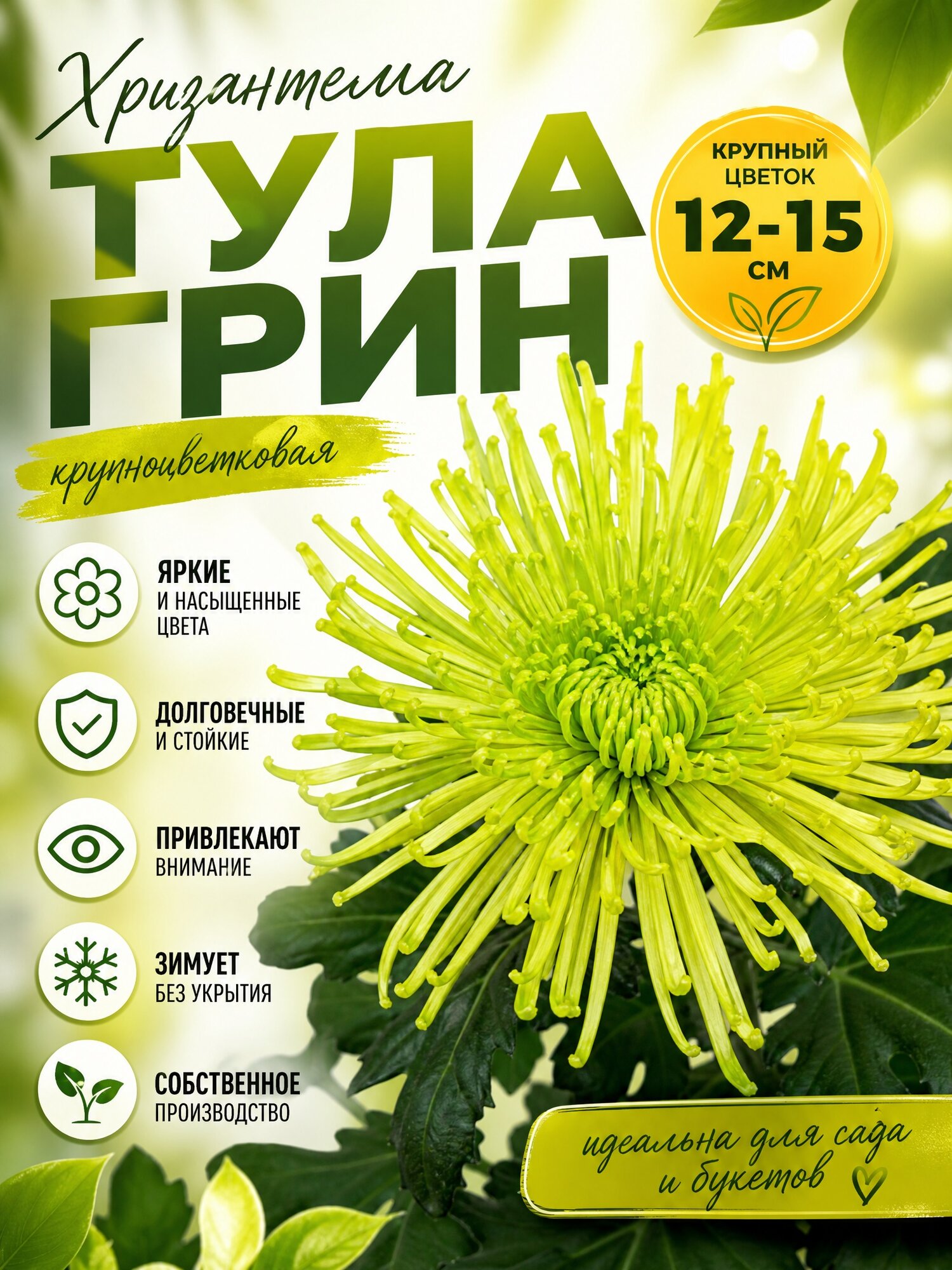 Хризантема крупноцветковая игольчатая Тула Грин (растение в горшке р8)