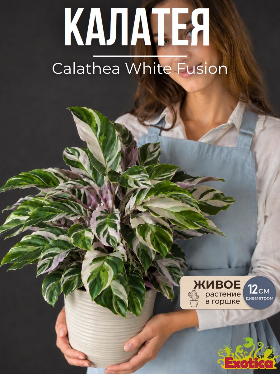 Калатея Вайт Фьюжин (Calathea White Fusion) D12см, живое растение