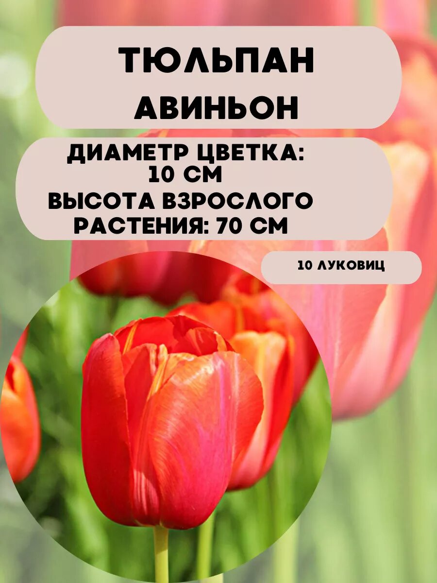 Тюльпан махровый попугайный триумф