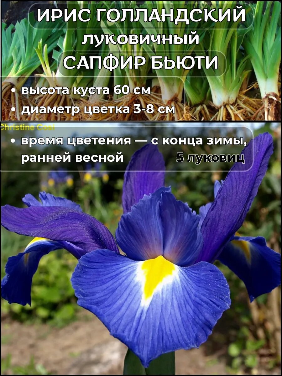 Ирис луковичный, луковицы 5 штук
