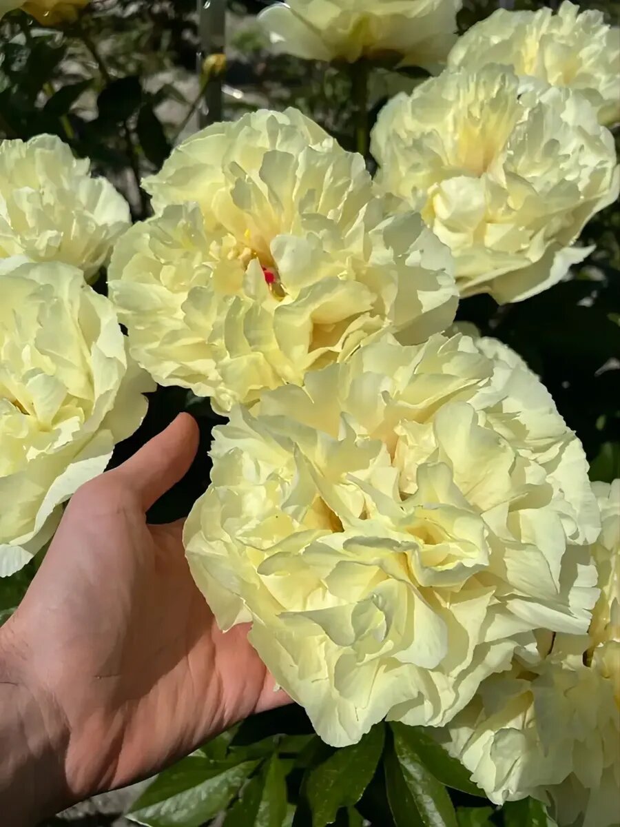 Многолетний пион Ванилла Шнапс
