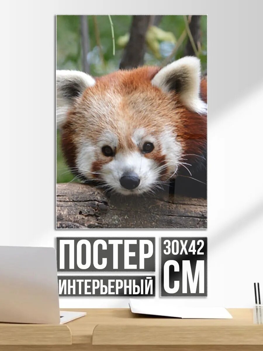 Постер на стену Красная панда