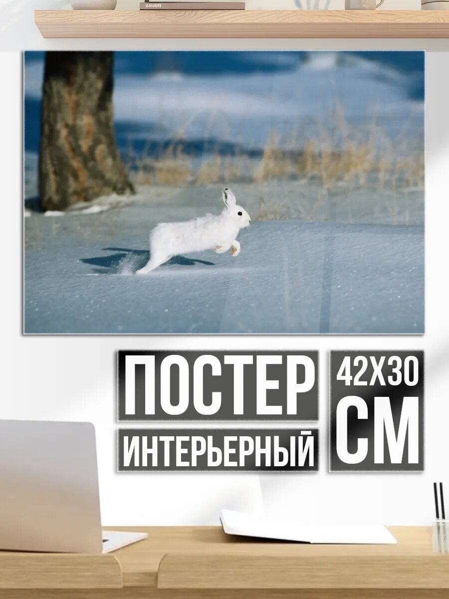 Плакат постер Белый заяц в снегу