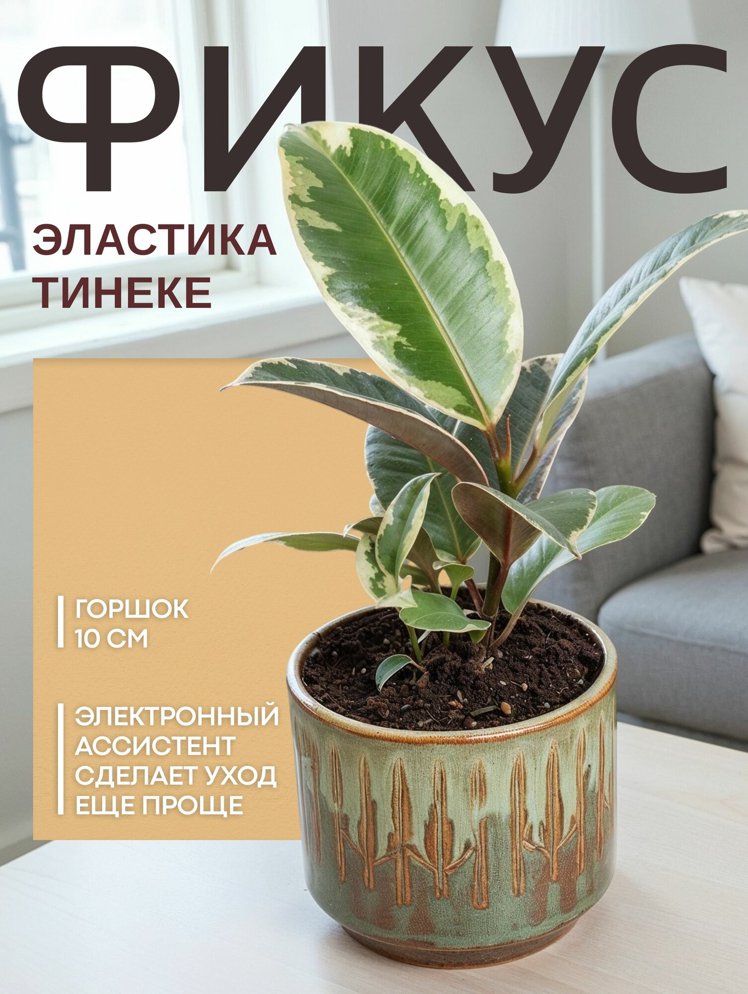 Фикус Эластика Тинеке