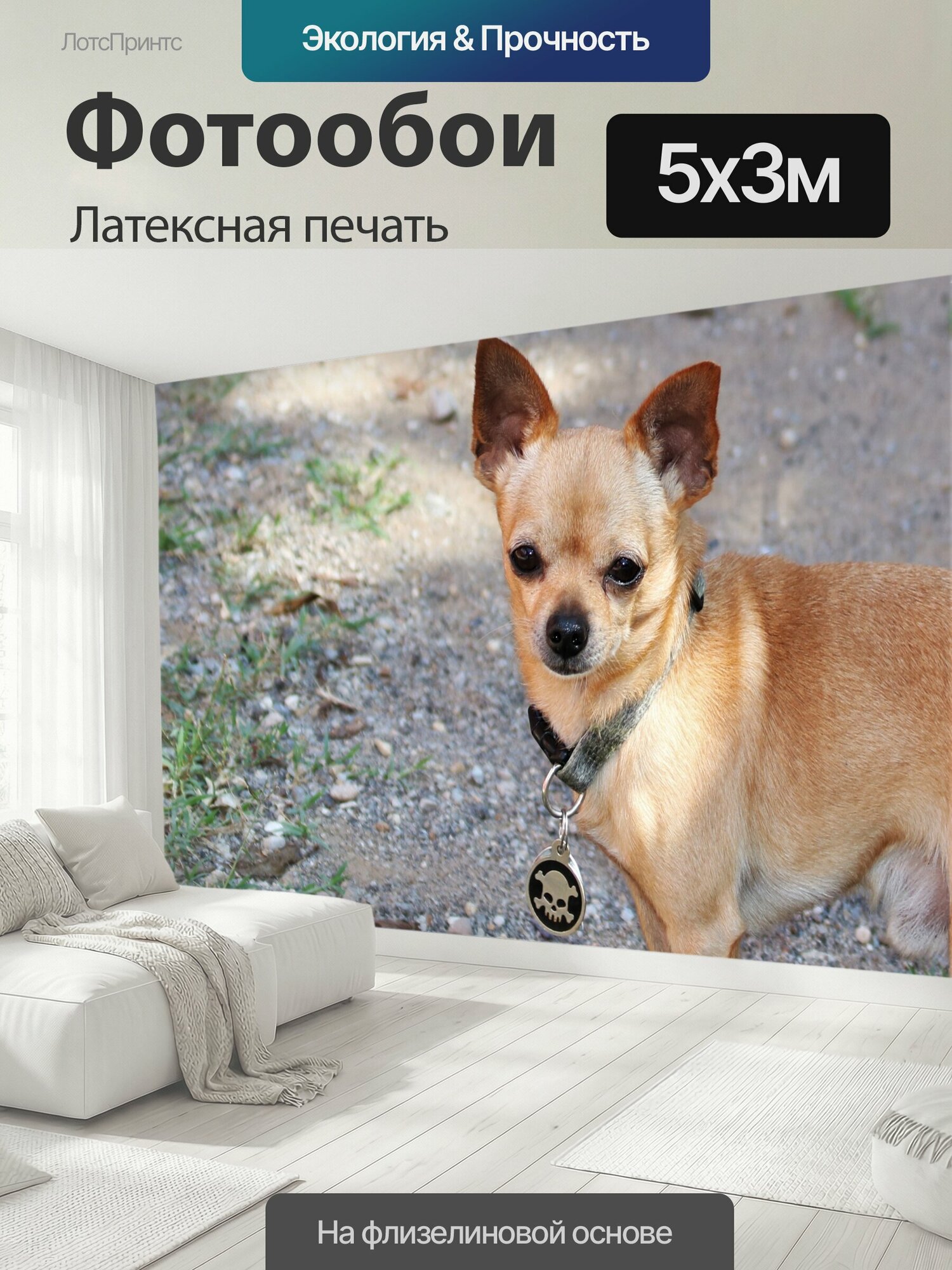 Фотообои моющиеся ударопрочные "Коричневая собака чихуахуа крупным плано Крупный план маленькой коричневой собаки чихуахуа с биркой ошейника." 500x300 см. латексная печать