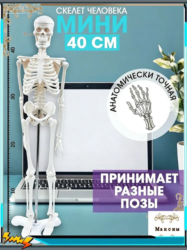 Анатомическая модель скелета человека 40 см