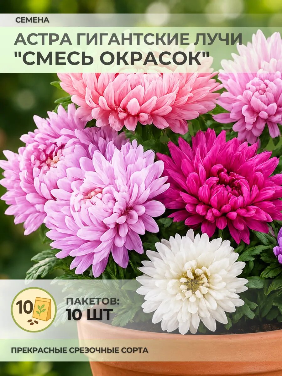 Астра "Гигантские лучи" смесь окрасок, крупные игольчатые соцветия, высокорослый сорт, 10 упаковок по 0,3 г. семян.