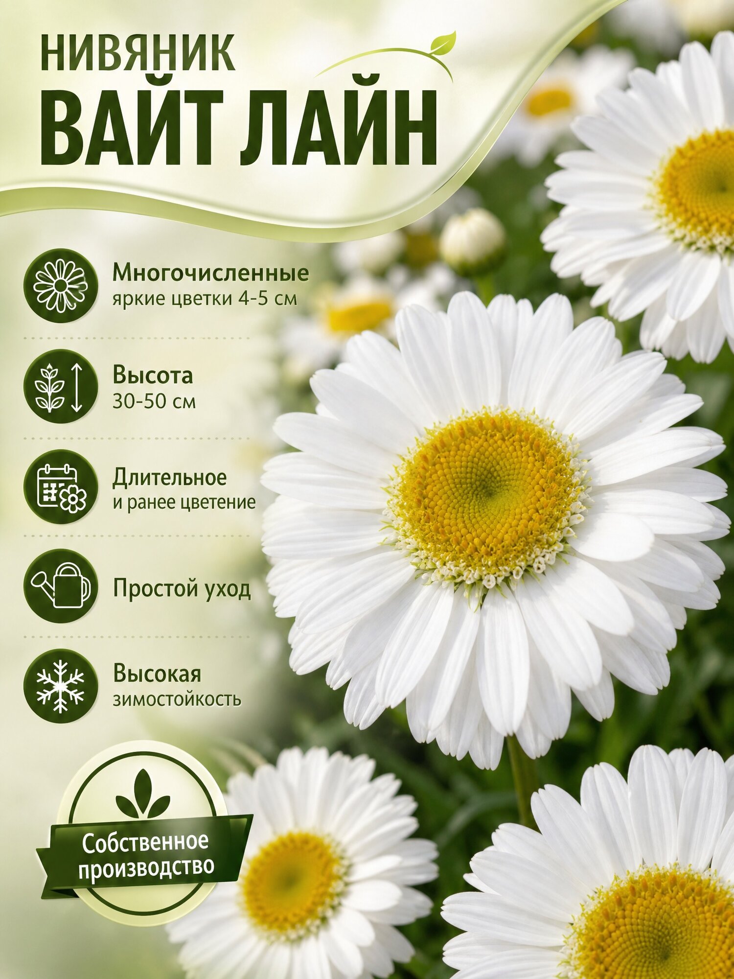 Нивяник Вайт Лайн