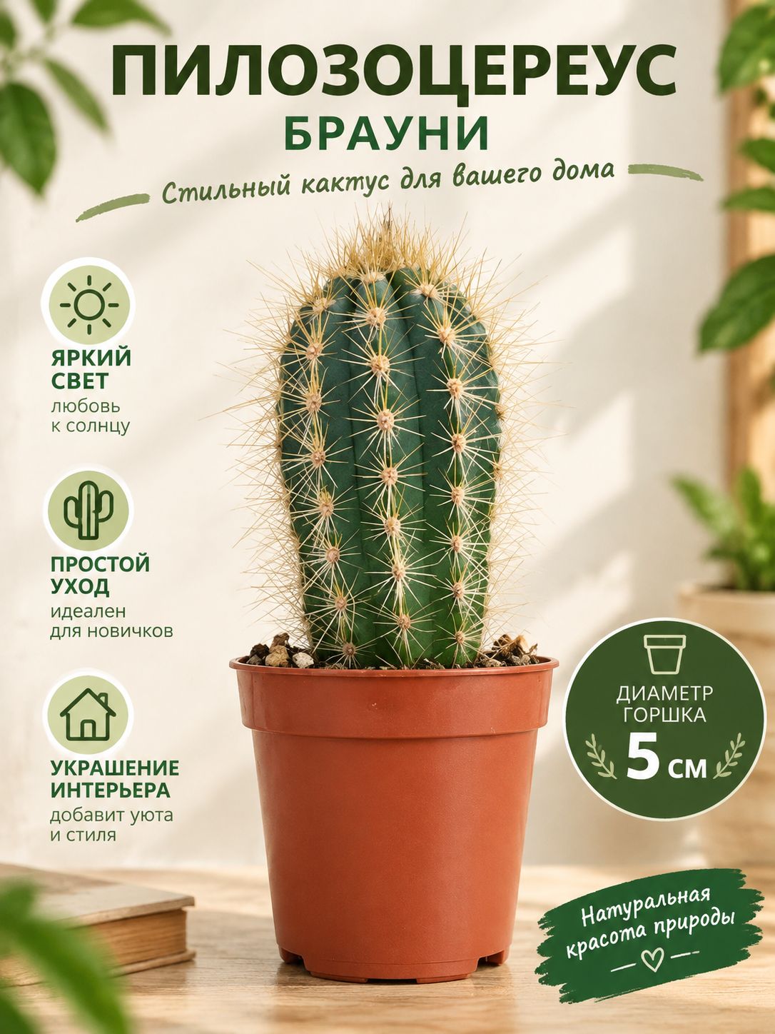 Пилозоцереус Брауни (Pilosocereus), живое растение, D-5 живое растение