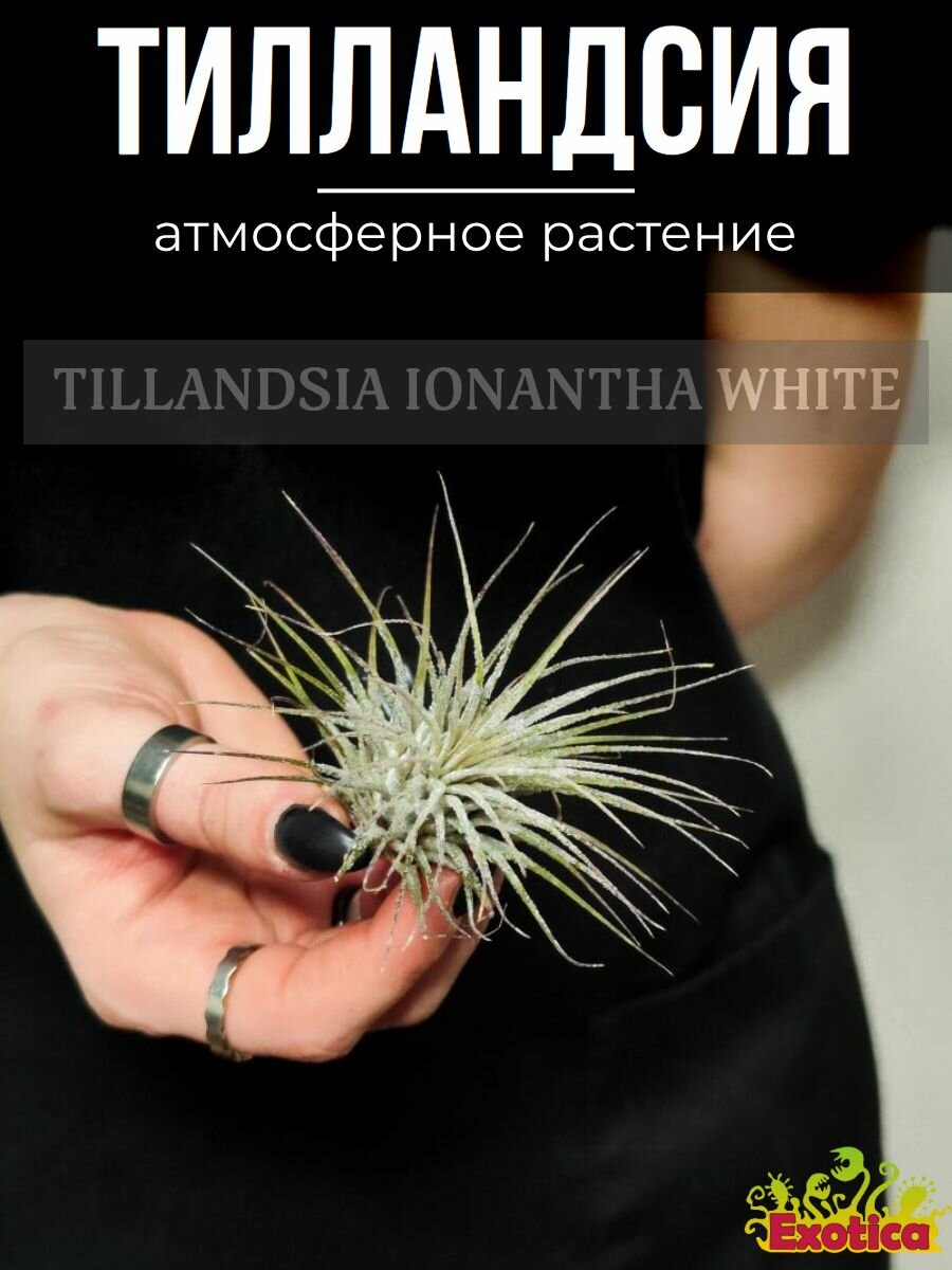 Тилландсия Ионанта Вайт (Tillandsia Ionantha White), атмосферное растение