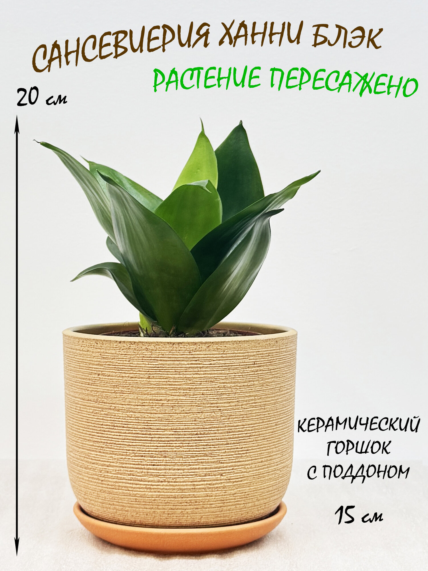 Сансевиерия Ханни Блэк в кремовом керамическом горшке с поддоном, высота 20-25см