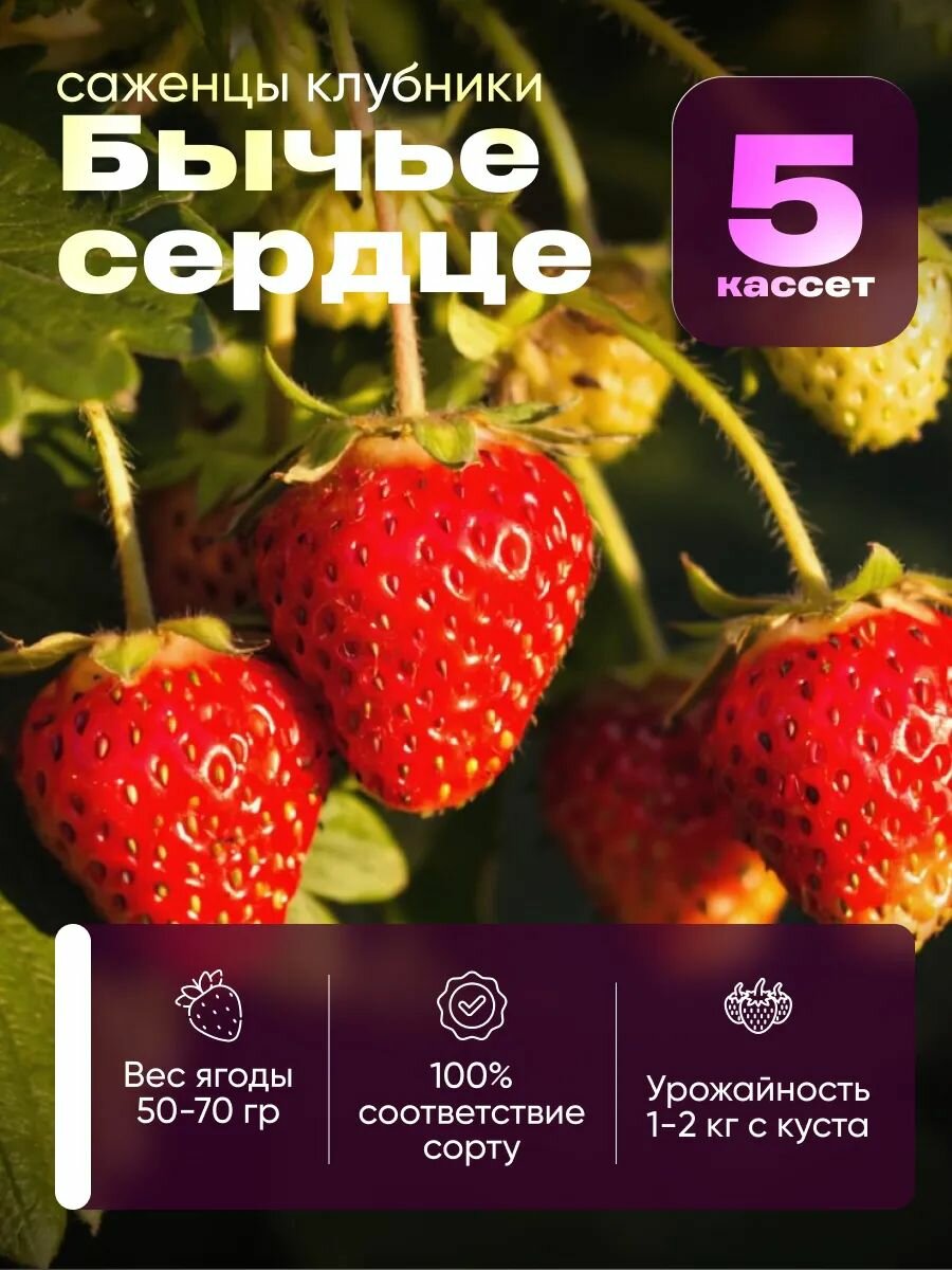 Клубника сорт Бычье Сердце, 5 саженцев