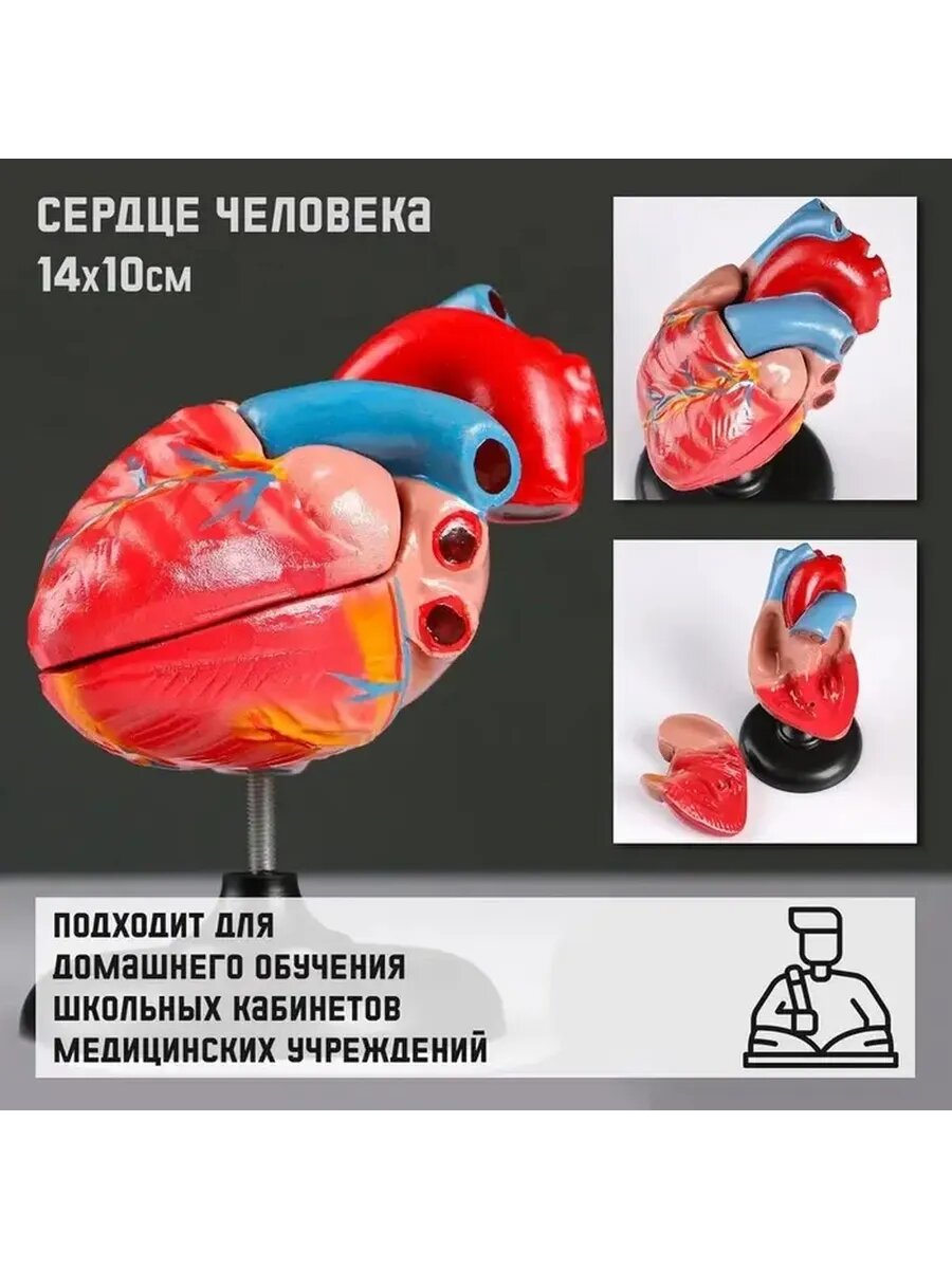 Образец макета сердца человека для взрослых