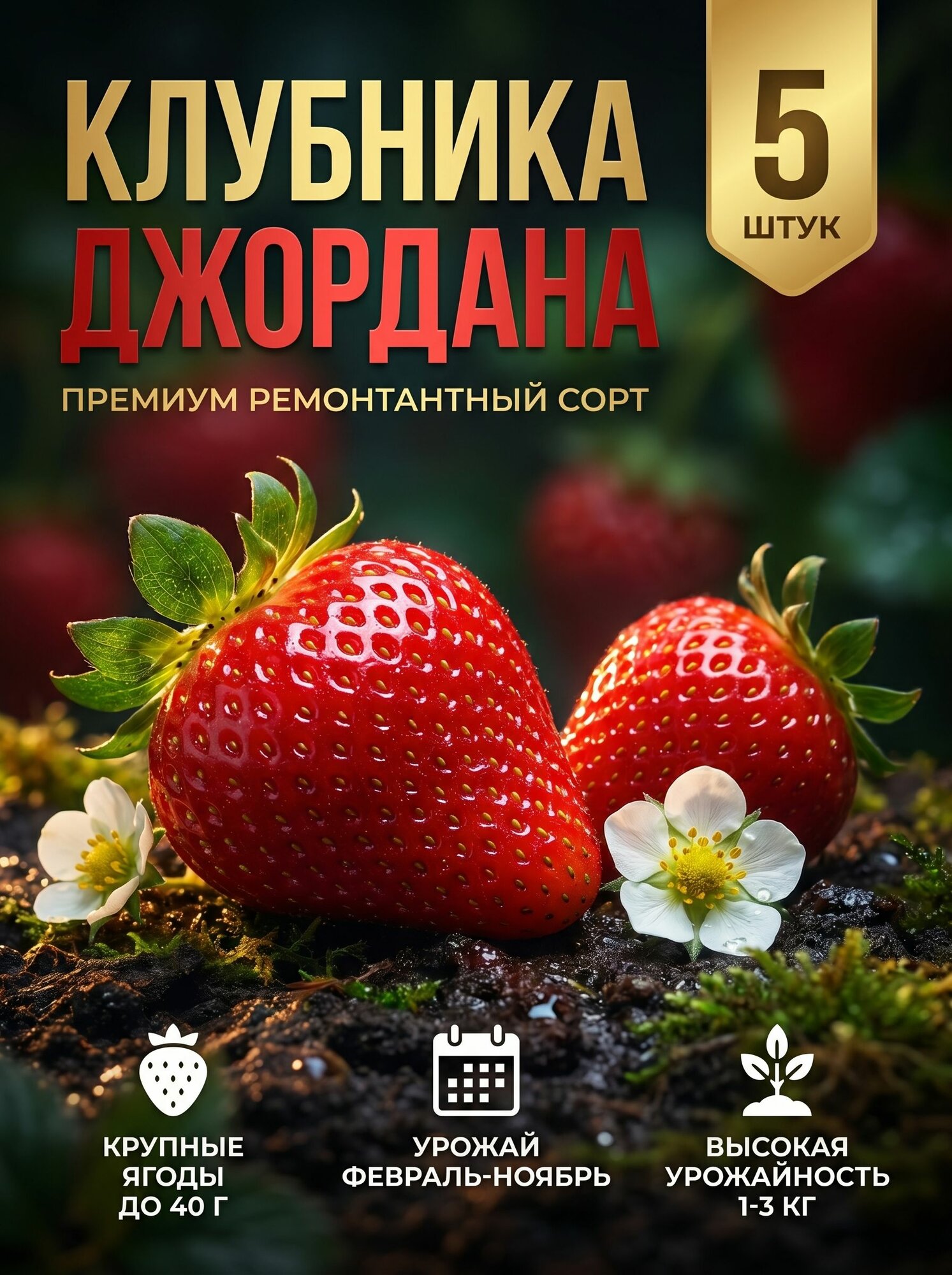 Саженцы кльники Гигант джордана 5-шт