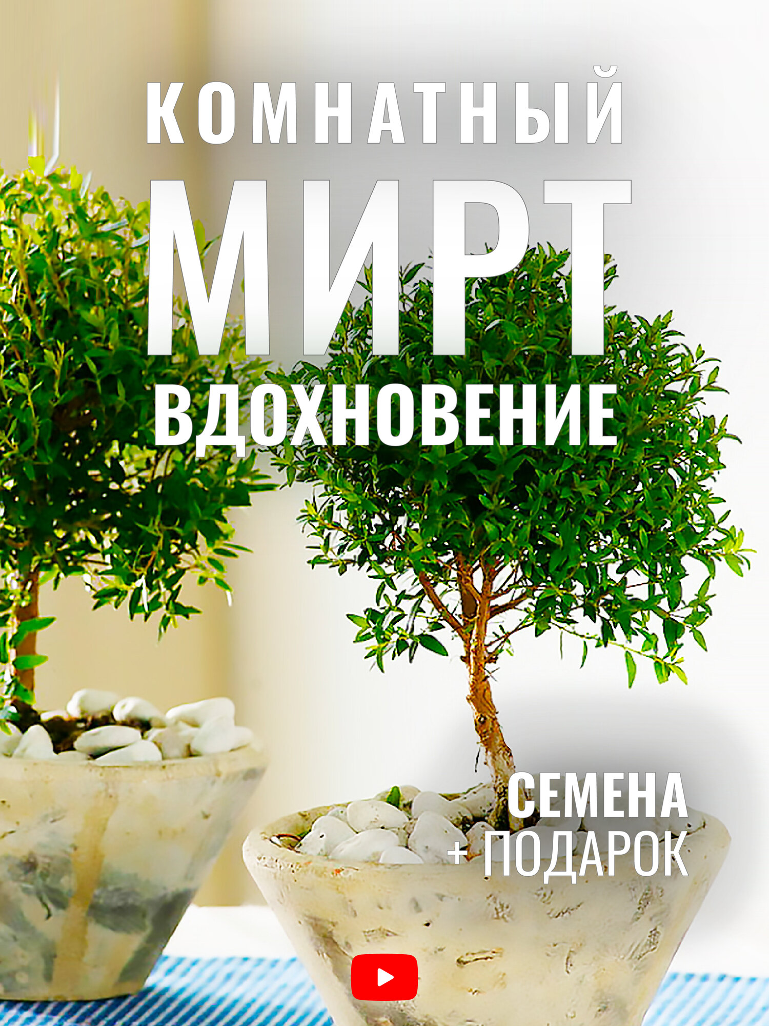 Мирт Комнатный Вдохновение, Семена, 10 шт, семена комнатных растений