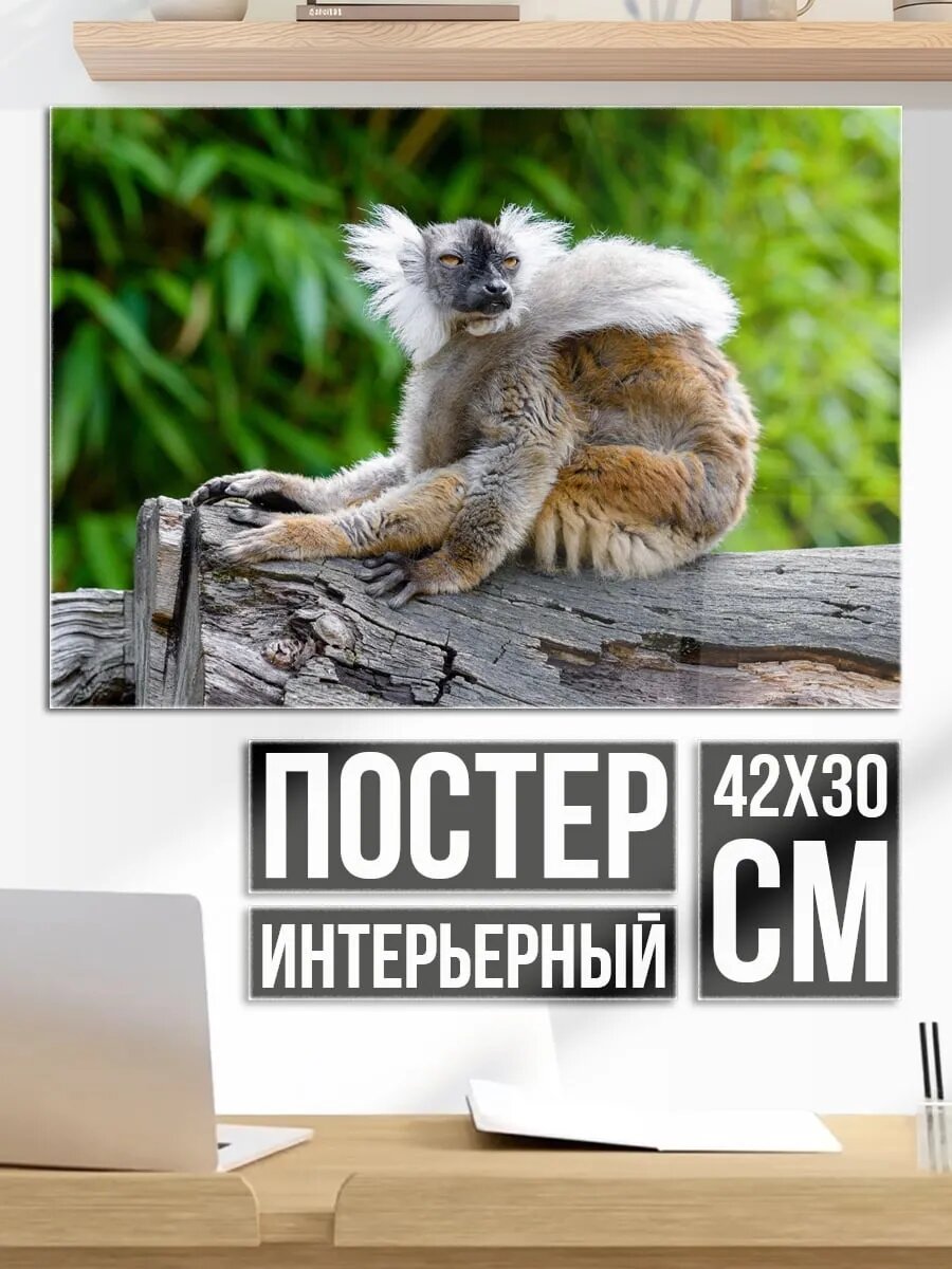 Плакат постер Лемур на бревне