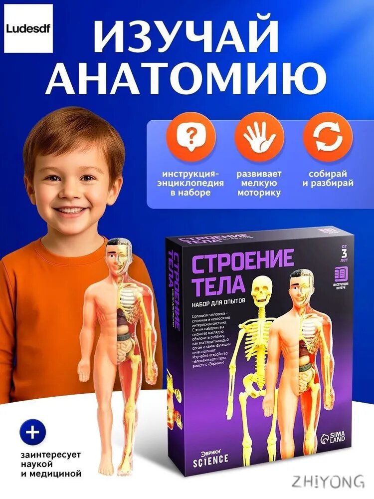 Анатомическая модель — фото 1
