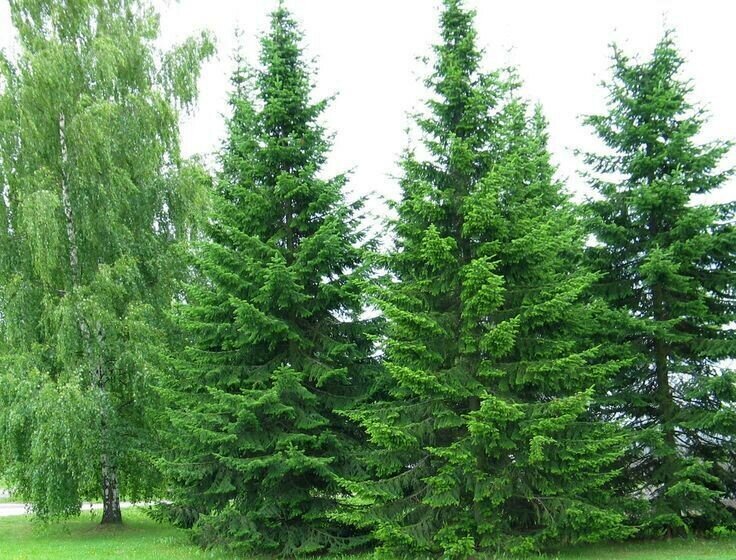 Пихта сибирская (Abies sibirica) - 225-250, Контейнер: 110