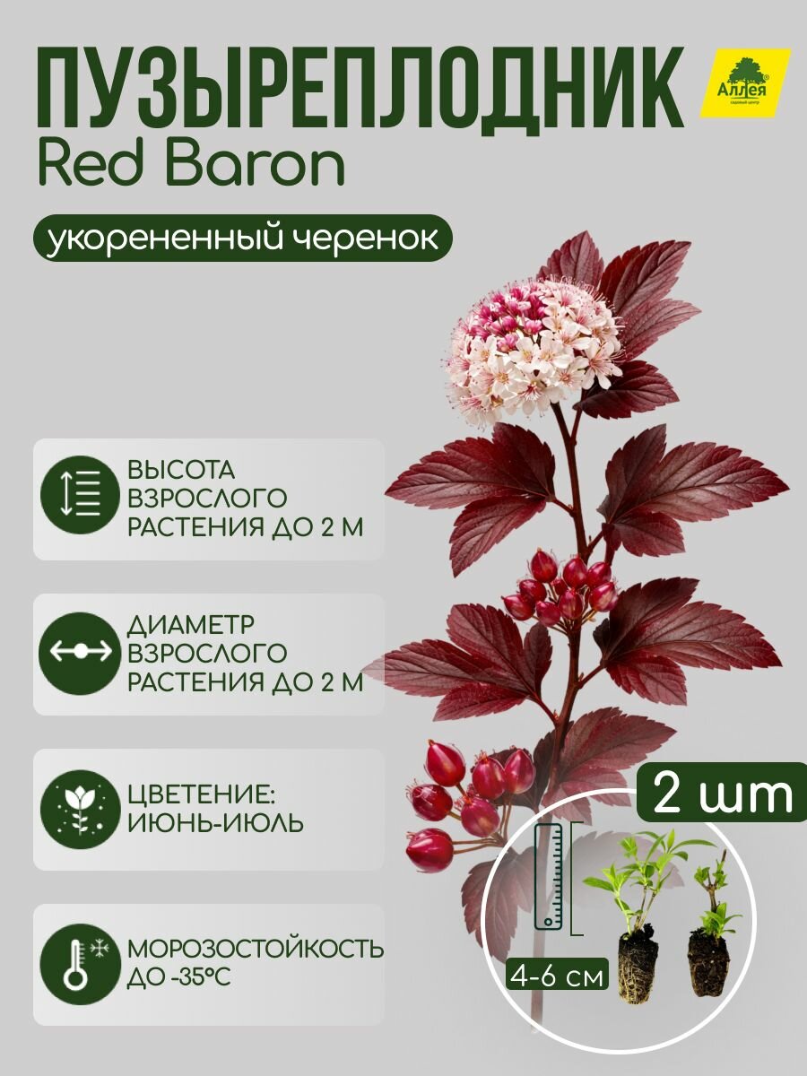 Пузыреплодник калинолистный Red Baron укорененный черенок 2шт