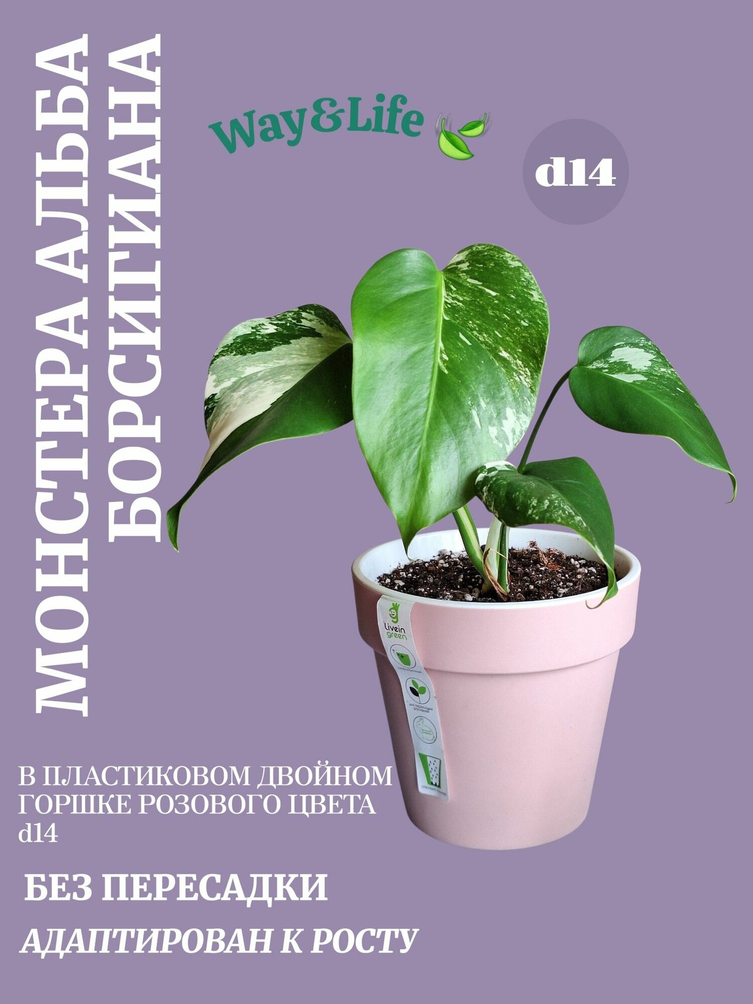 Монстера Альба Борсигиана вариегатная Monstera Albo Borsigiana Variegata d14