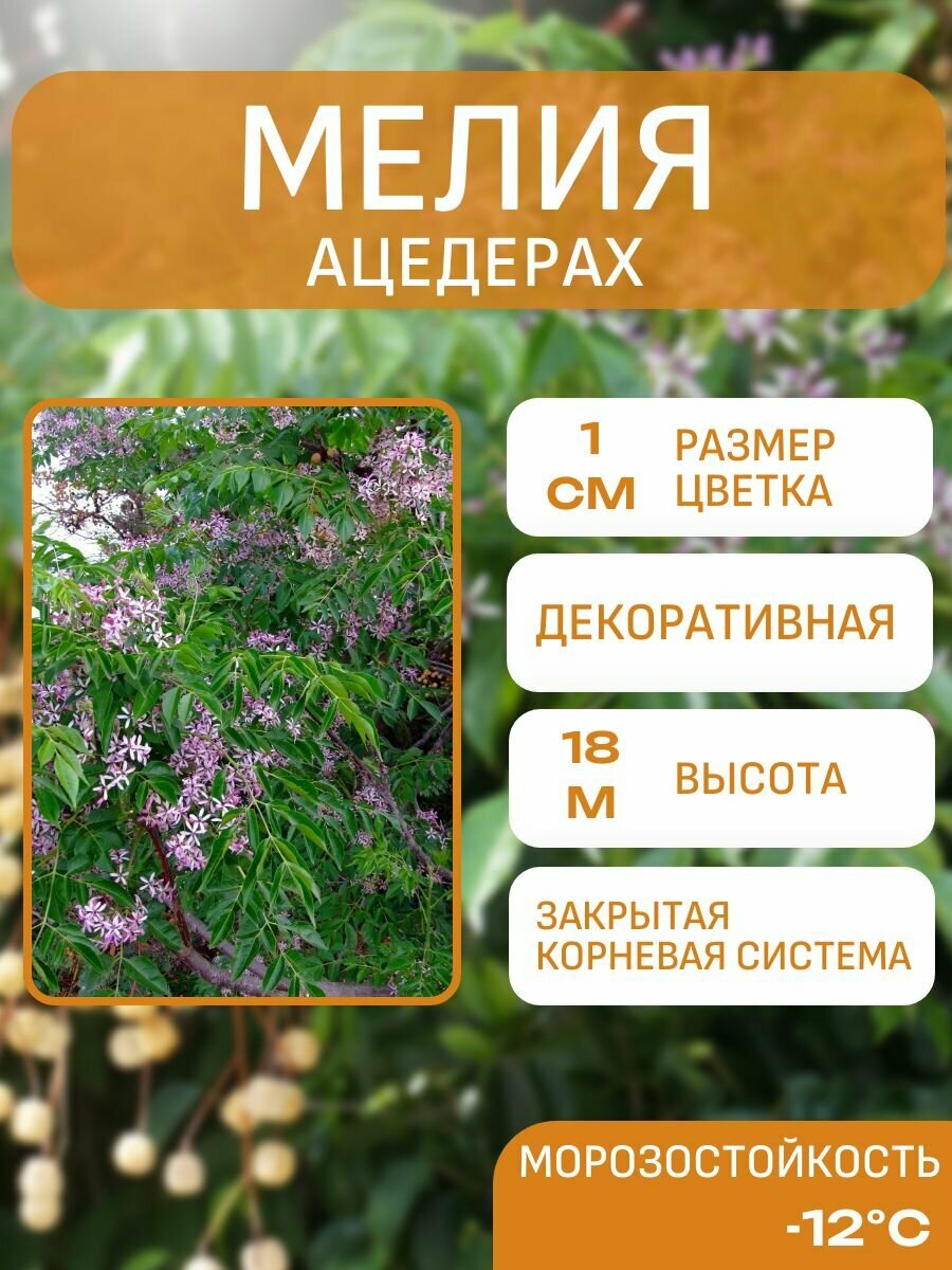 Мелия декоративная, сорта -"Ацедарах", многолетние, (1 шт), быстрорастущая