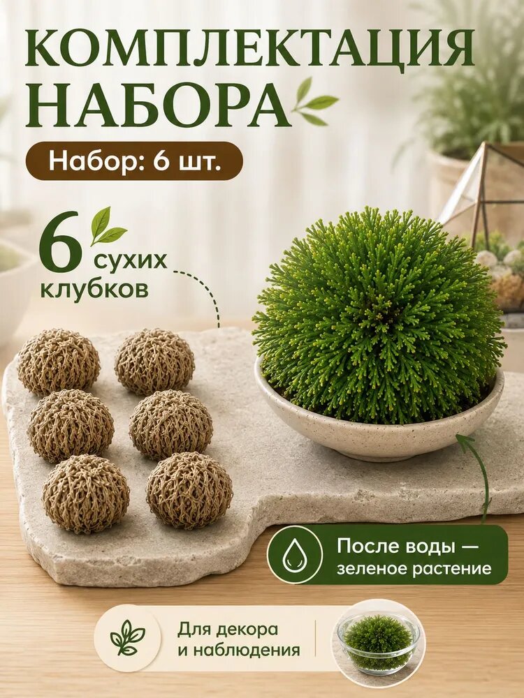Сухоцветы, 5 см, 72 гр, 6 шт