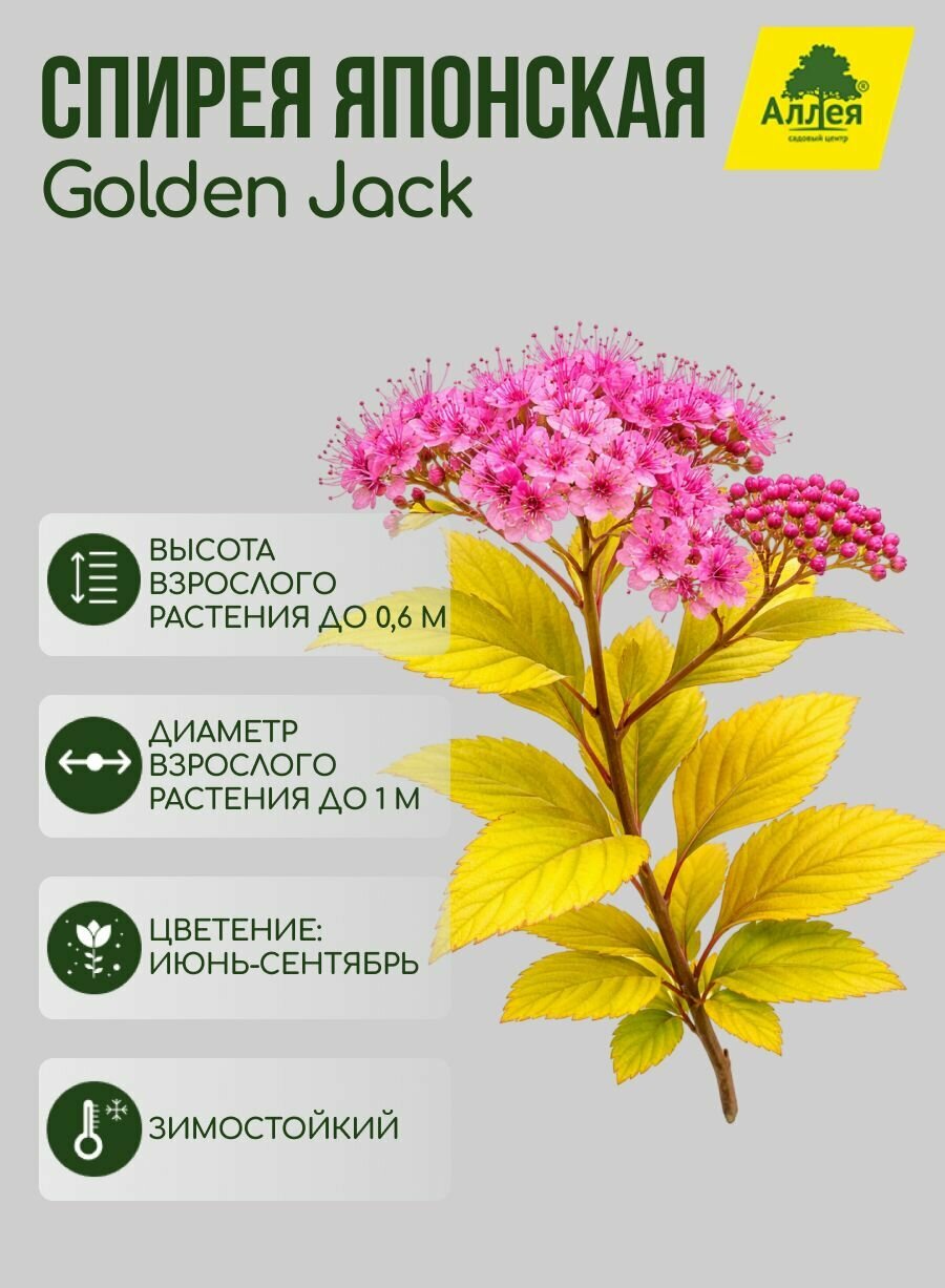 Спирея японская / Spiraea japonica Golden Jack P9