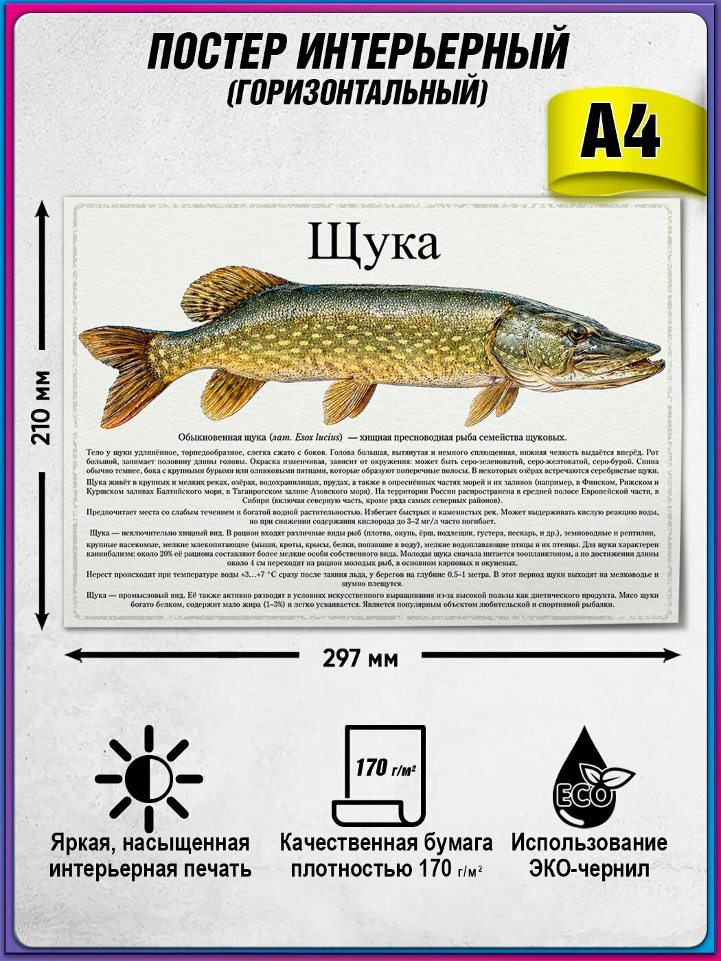 Постер интерьерный "Щука" с описанием, плакат, подарок на День рыбака / А-4 (21x30 см.)