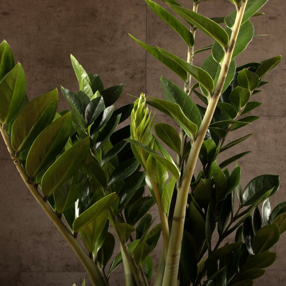 Комнатное растение LuxuryPlants "Денежное дерево" Замиокулькас 100/27 — фото 1