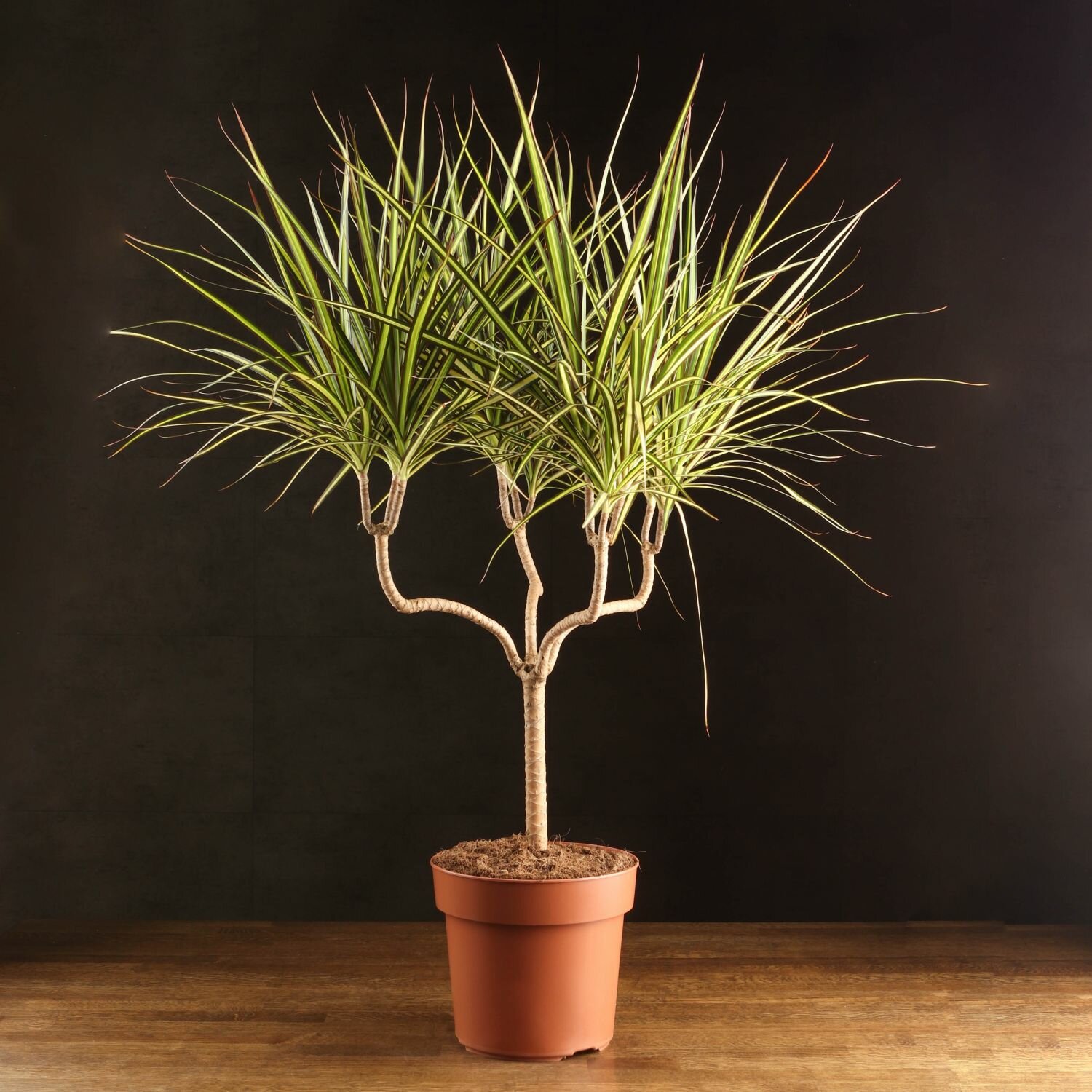Драцена маргината Санрей 75/21