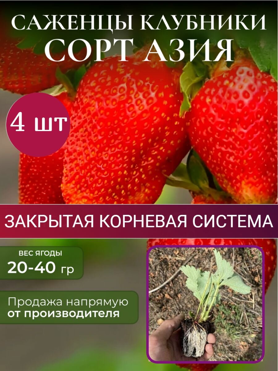 Саженцы клубники с закрытой корневой системой 4 шт ЗКС закрытый корень