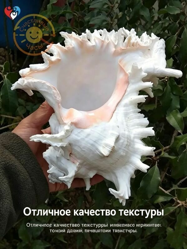 Раковина морская натуральная 22 см белая для декора интерьера настольное украшение ракушка