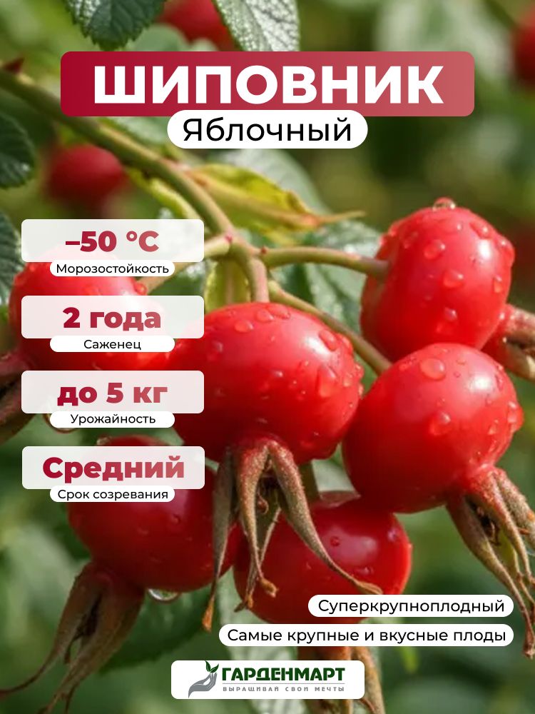 Саженец Шиповник суперкрупноплодный Яблочный