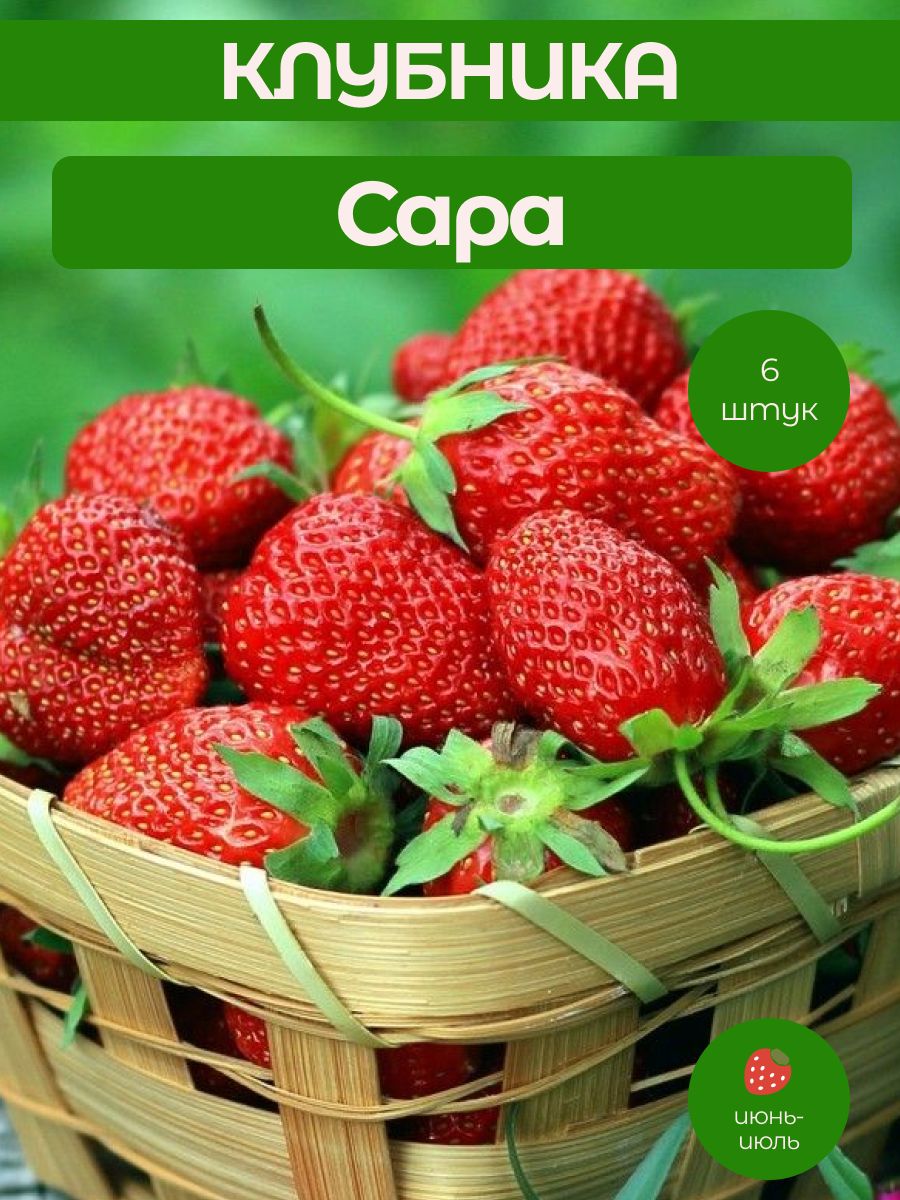 Клубника Сара 6 штук