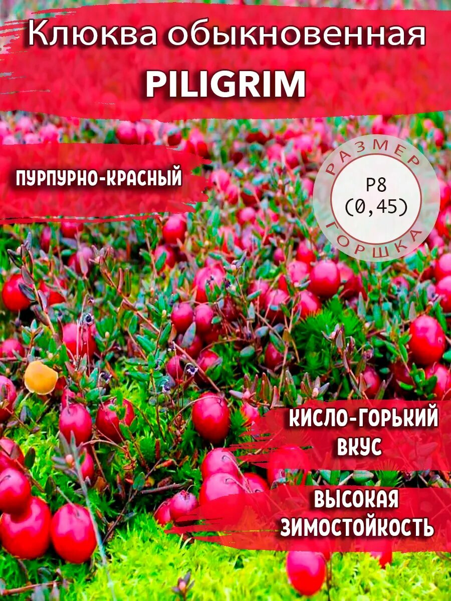 Клюква обыкновенная Piligrim