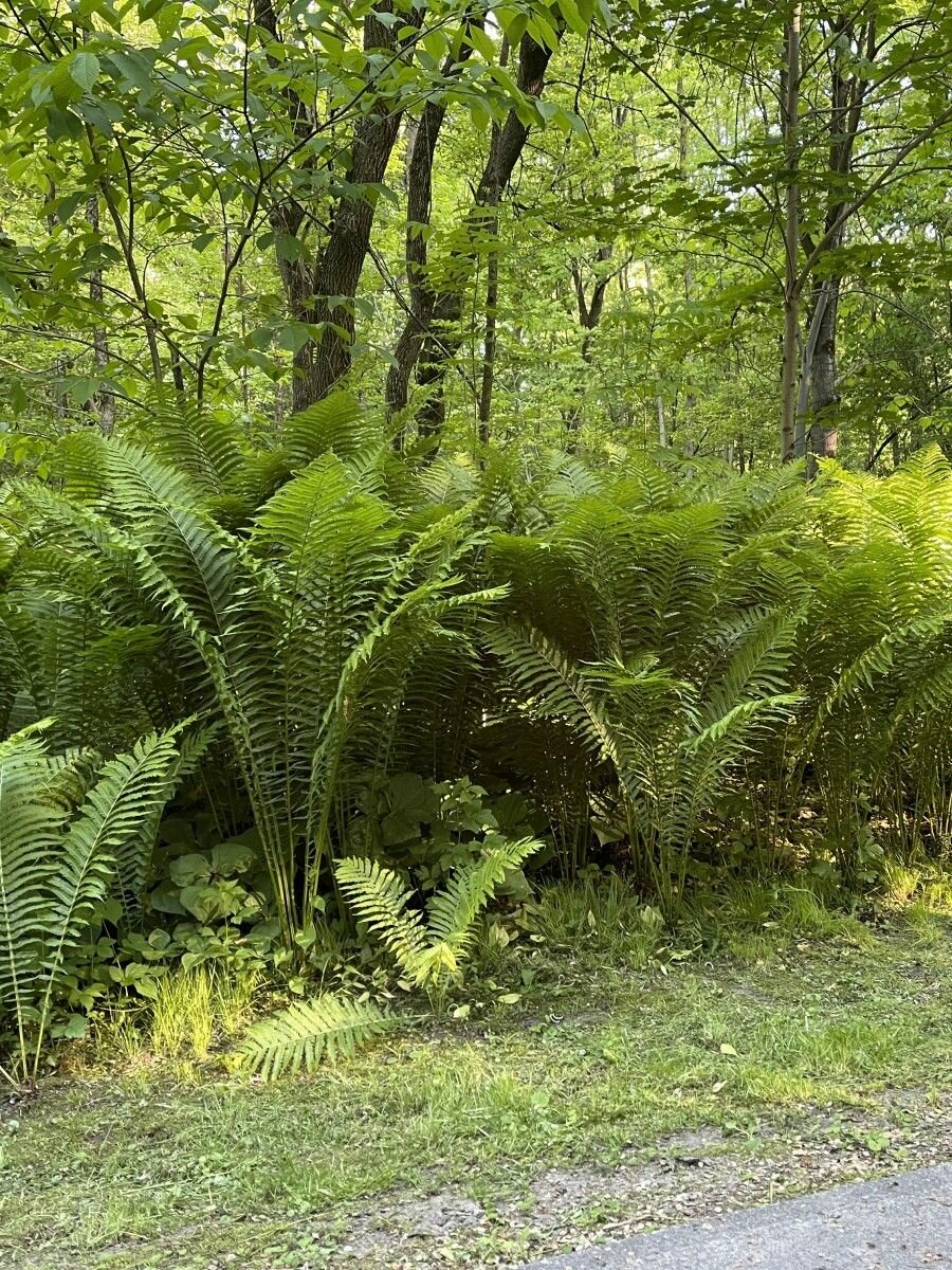 Семена Папоротник Страусник обыкновенный (Matteuccia struthiopteris), 100 штук