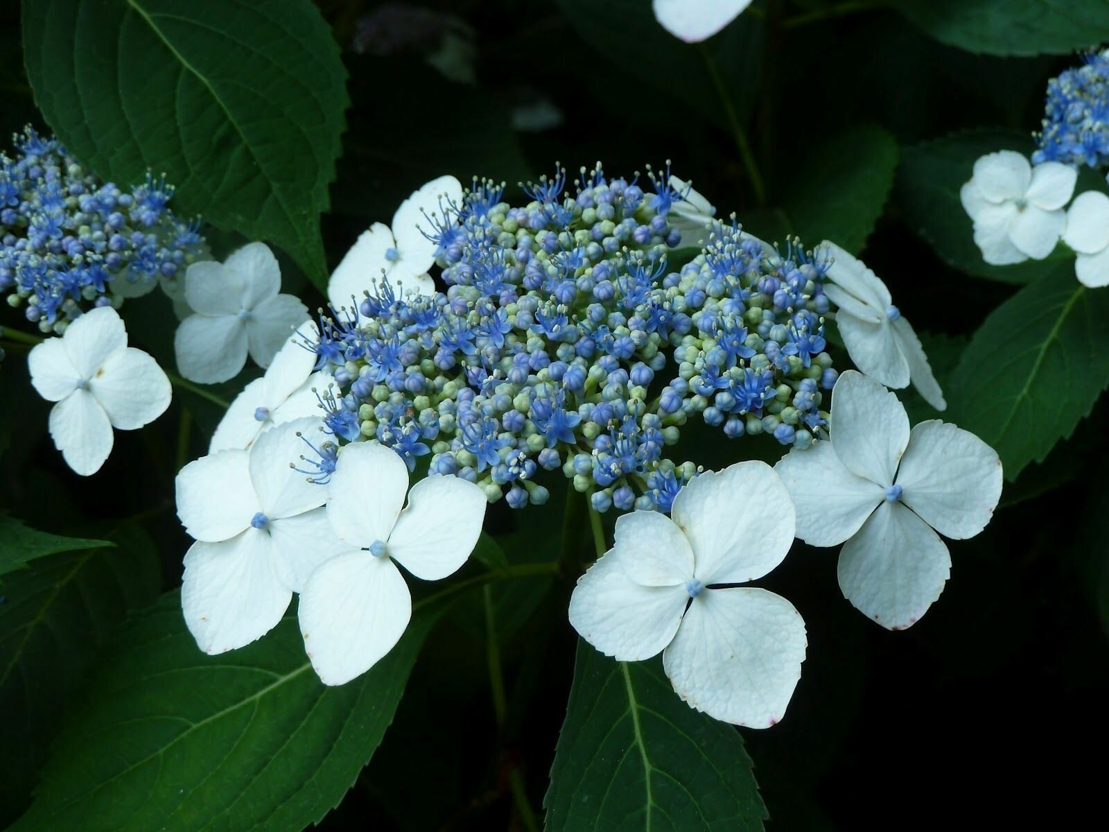 Гортензия пильчатая (Hydrangea serrata)семена