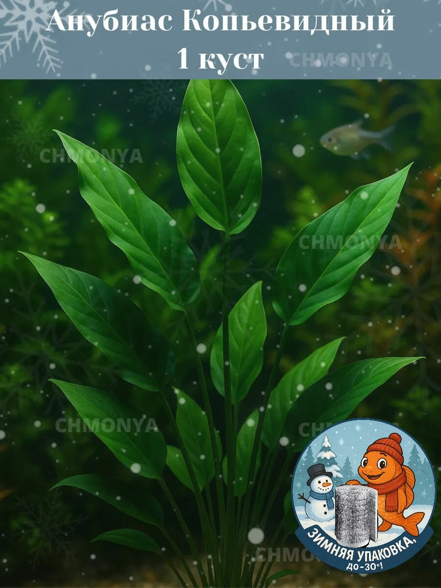 Аквариумное растение Анубиас Копьевидный (Anubias Hastifolia), живое аквариумное растение 1 куст