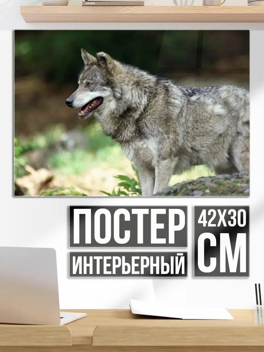 Плакат постер Волк в лесу