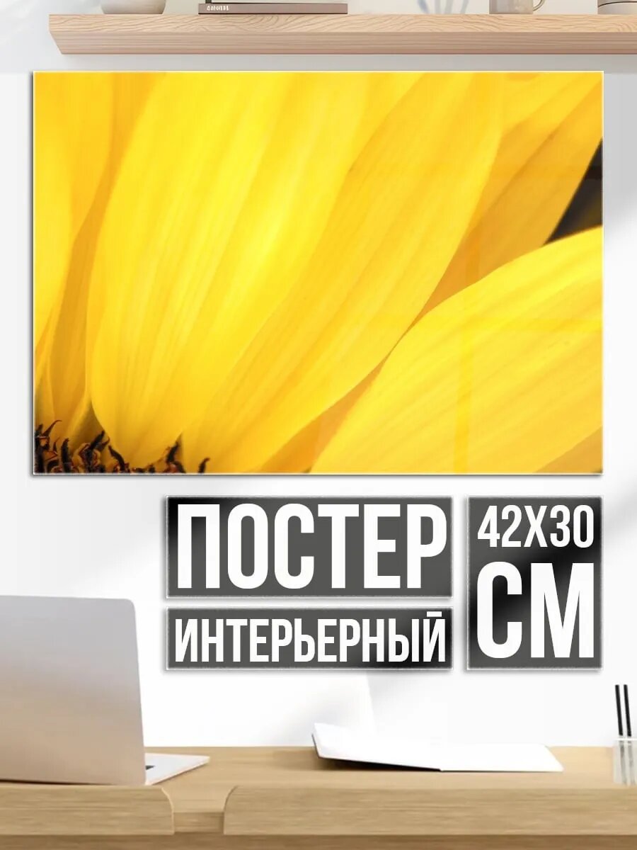 Плакат постер Крупный план подсолнуха