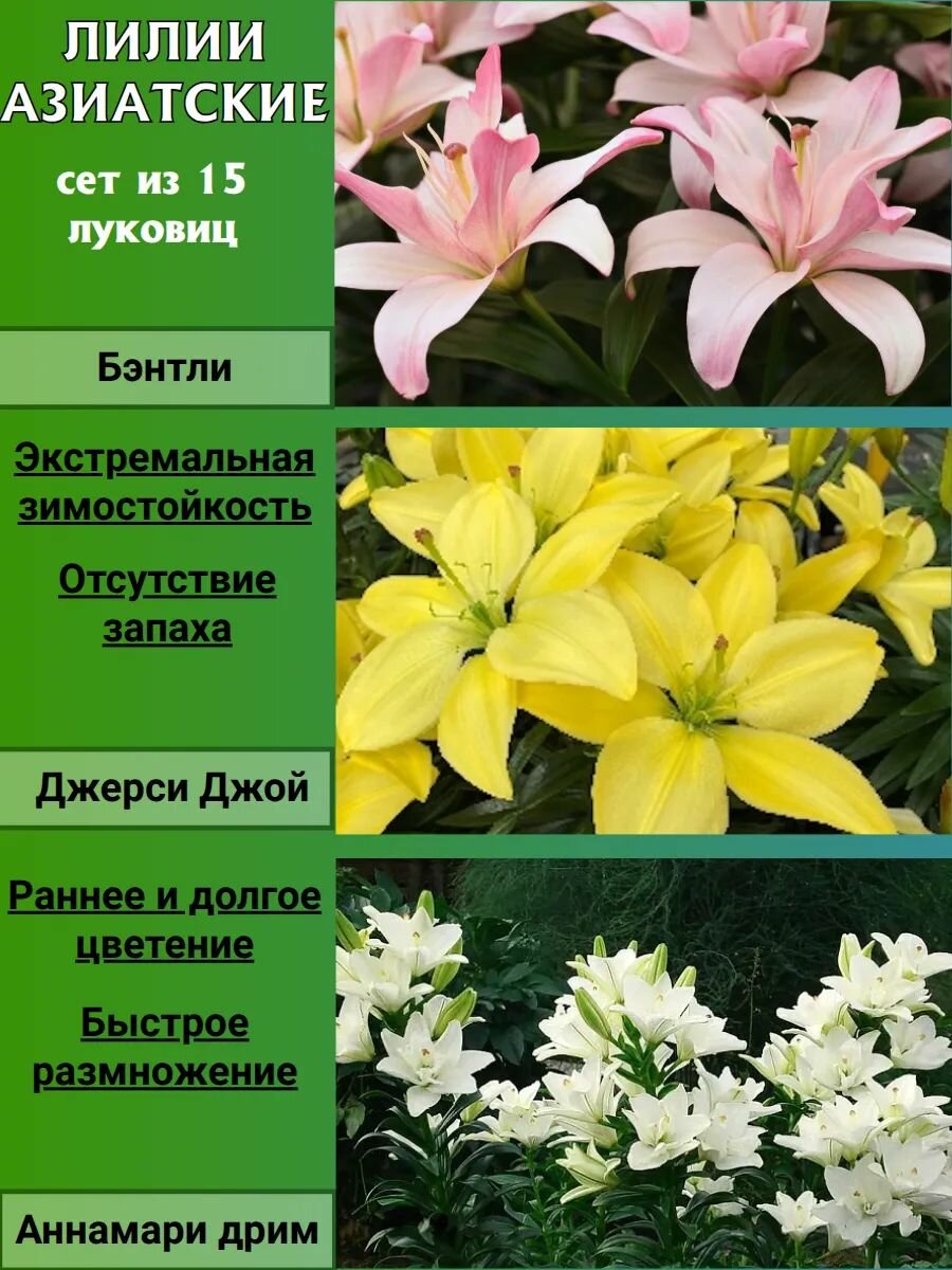Луковицы лилий азиатских, сет из 3 сортов (по 5 шт.)