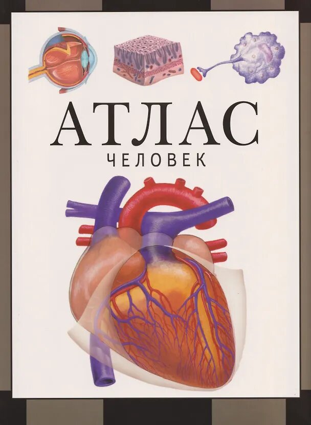Человек. Атлас