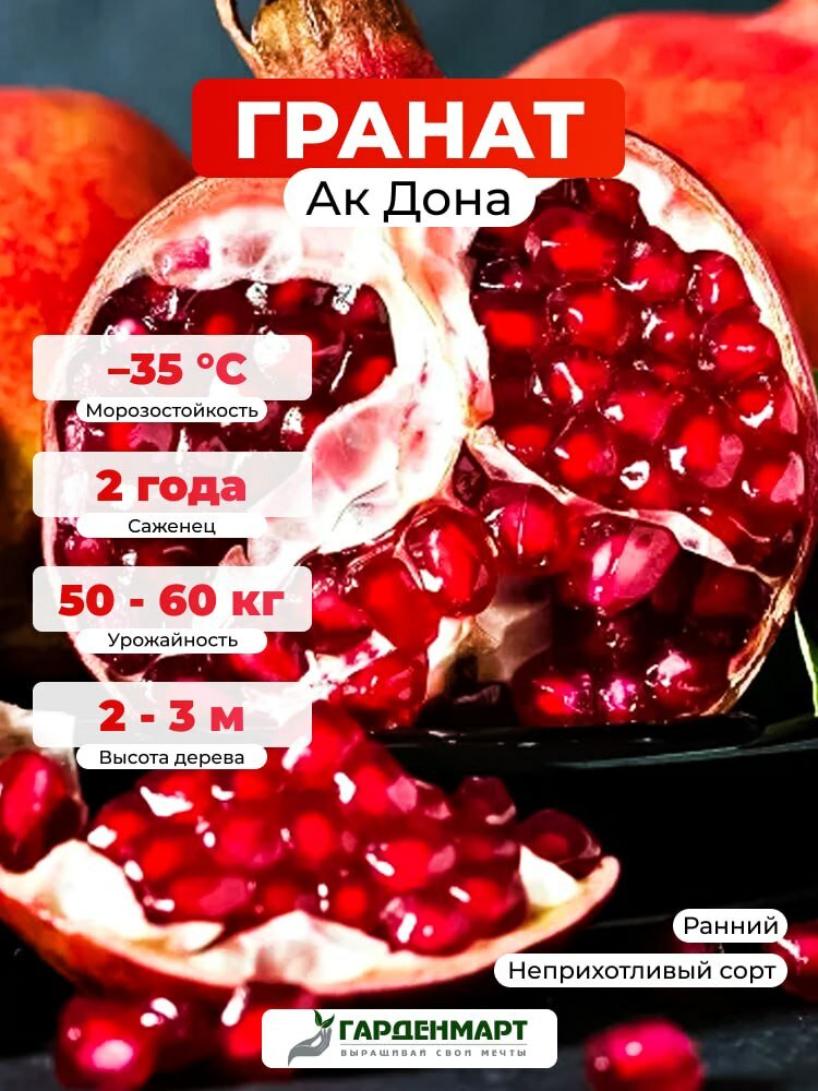 Саженец морозостойкий Гранат Ак Дона