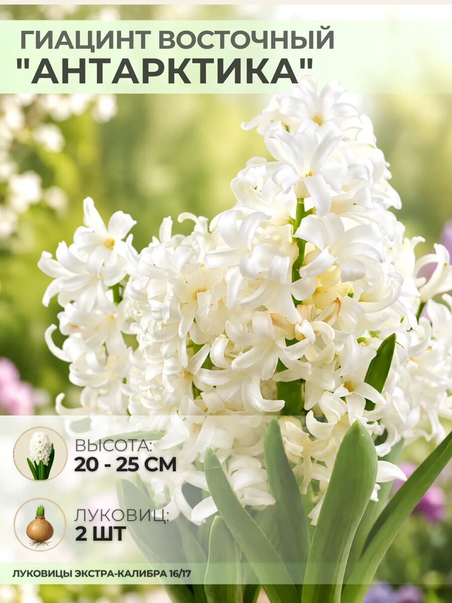 Гиацинт "Антарктика", чистый белый с восковыми цветками - луковицы, 2 шт.