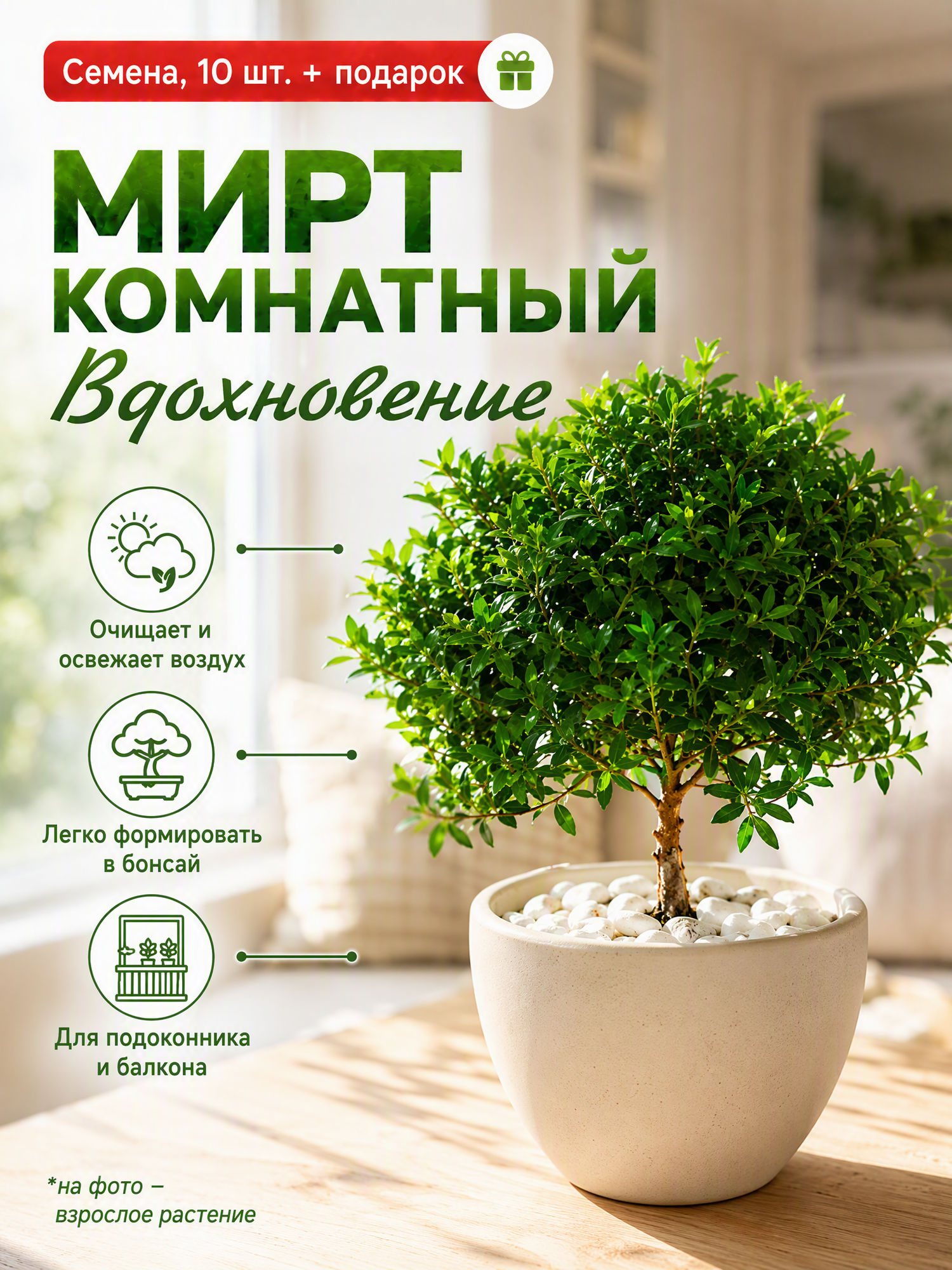 Мирт Комнатный Вдохновение, Семена, 10 шт, семена комнатных растений