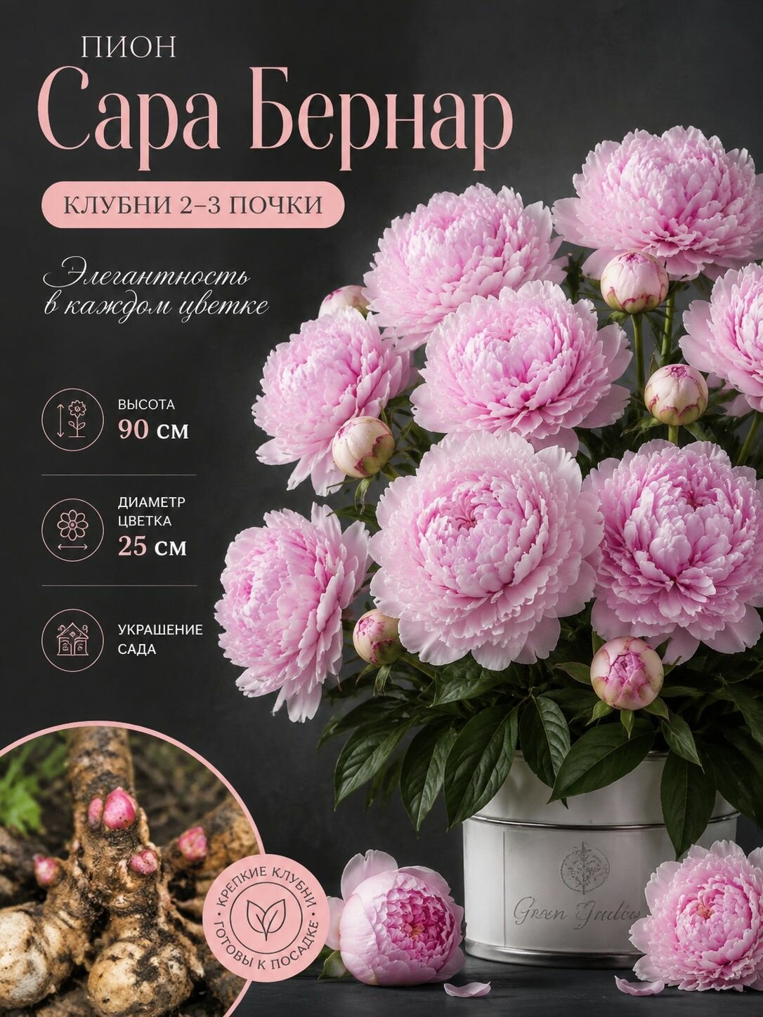 Клубень пиона махровый розовый Сара Бернар