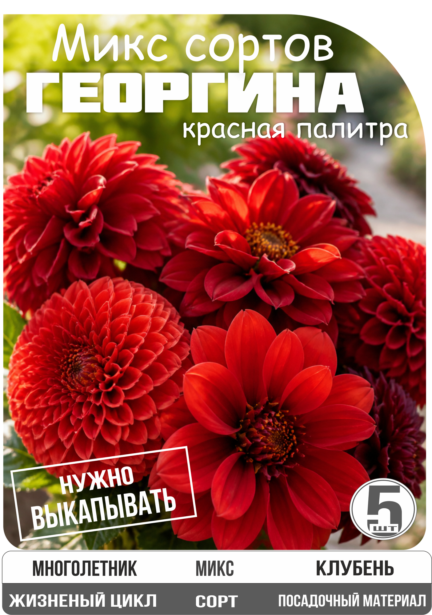 Георгины клубни многолетние Микс красных сортов 5шт. высота 100-150 см