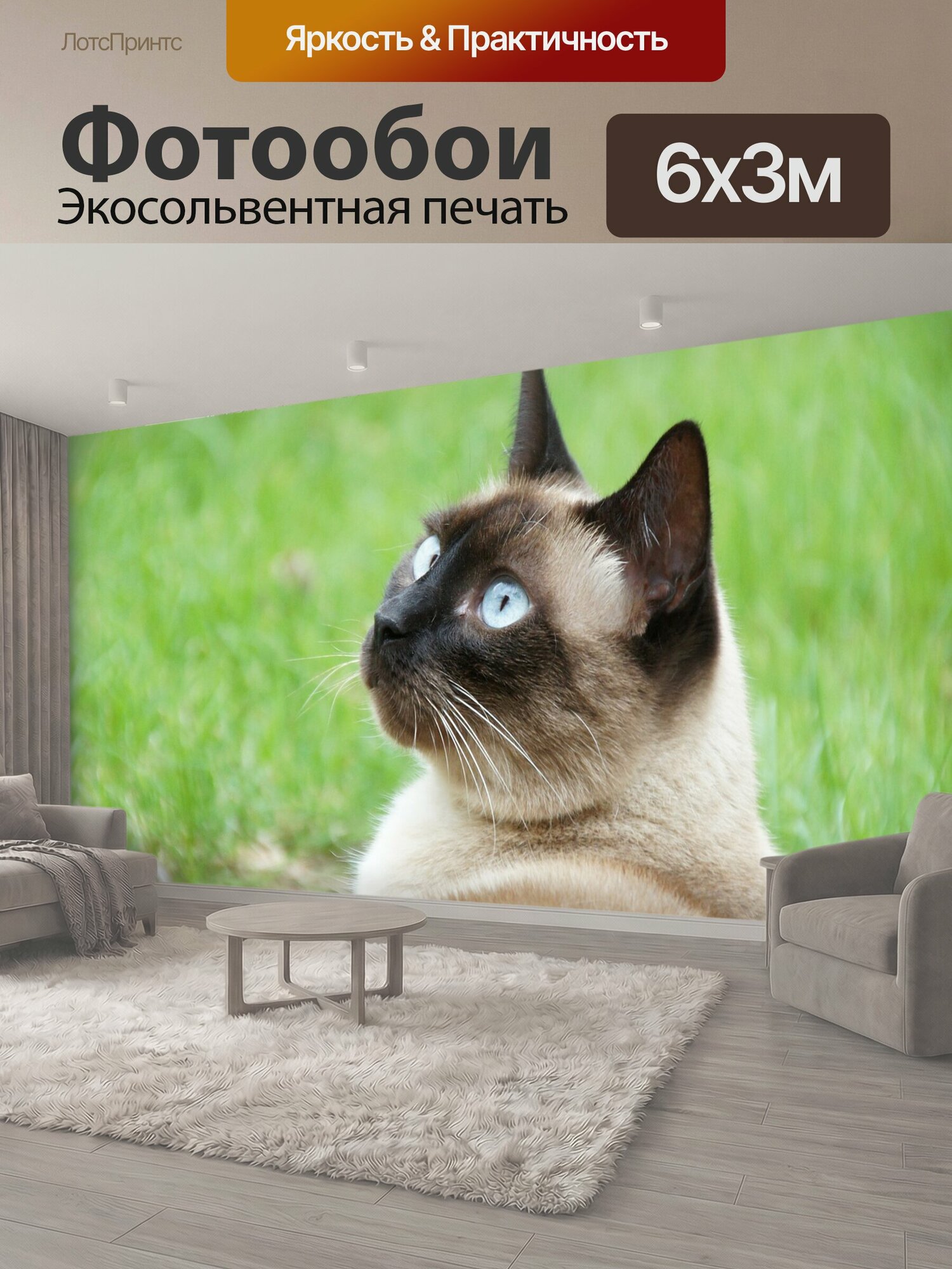 Фотообои "Кот, животное, сиамский тайский круглая голова" 600x300 см. экосольвентная печать