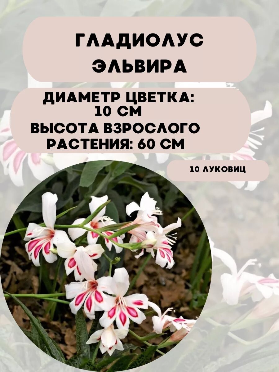 Гладиолус крупноцветковый/Луковицы гладиолуса
